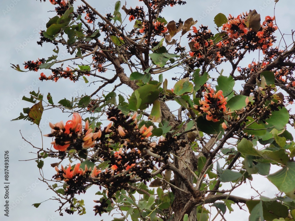 Butea monosperma is a species of Butea native to tropical and sub ...