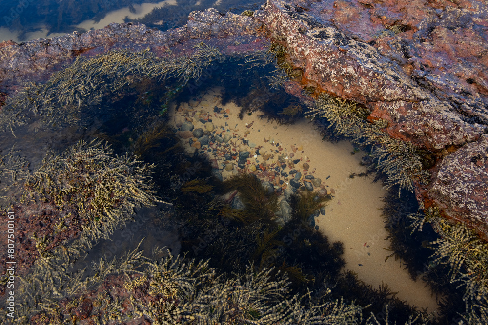 A tidal rock pool by the sea, with sandy shores and colorful rocks ...