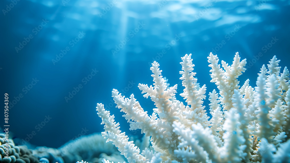 Coral bleaching effect with climate change or global warming concepts ...