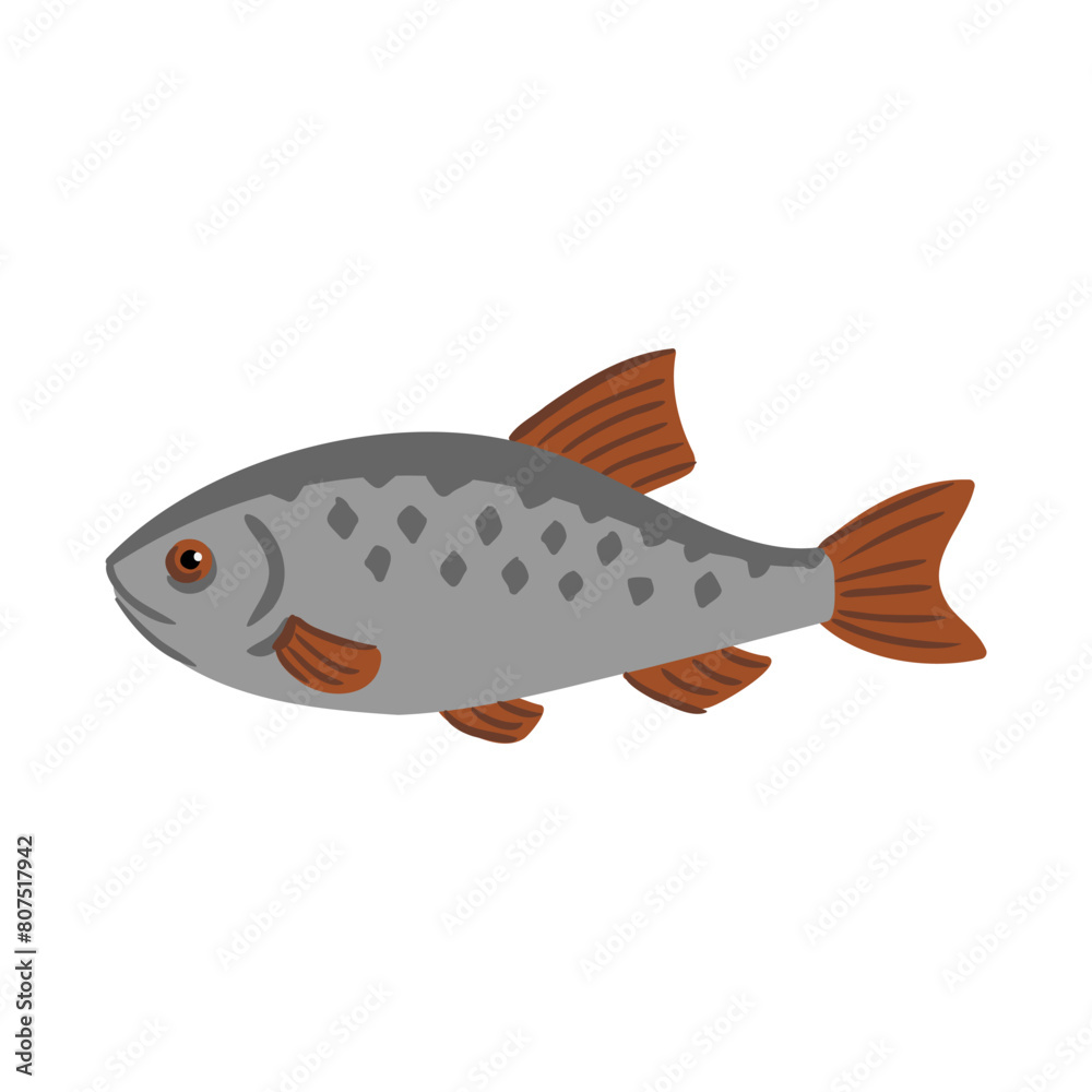 Vector drawing fish, rutilus roach isolated at white background, hand ...