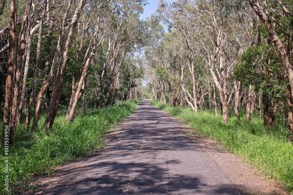 Paperbark tree forest pathway road, Melaleuca quinquenervia, Australian ...