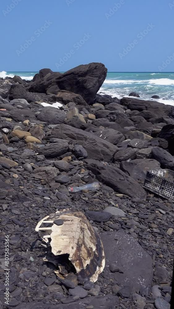 Vertical, only the shells of dead sea turtle bodies are exposed on the ...