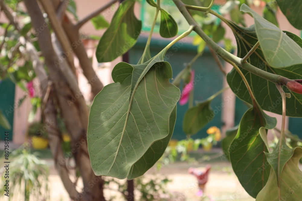 Closeup of leaves or leafs of Radhe krishna Banyan tree with curved ...