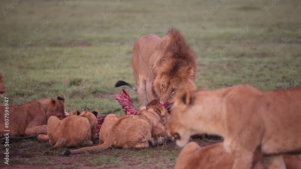 lion eating a wildebeest kill on safari on the Masai Mara Reserve in Kenya Africa vídeo de Stock ...