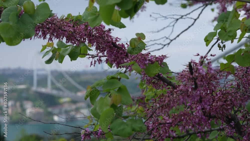Judas Tree in the Rumeli Fortress (Rumelihisarı) and Fatih Sultan ...