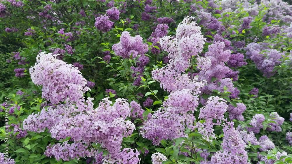 Chinese Lilac Syringa chinensis shrub gorgeous flowering clusters of ...