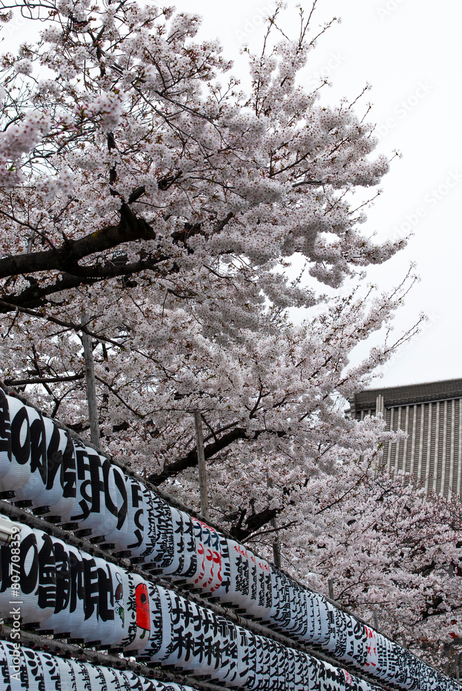 TOKYO, JAPAN - APRIL 2024 : cherry blossom, pink sakura blooming on ...