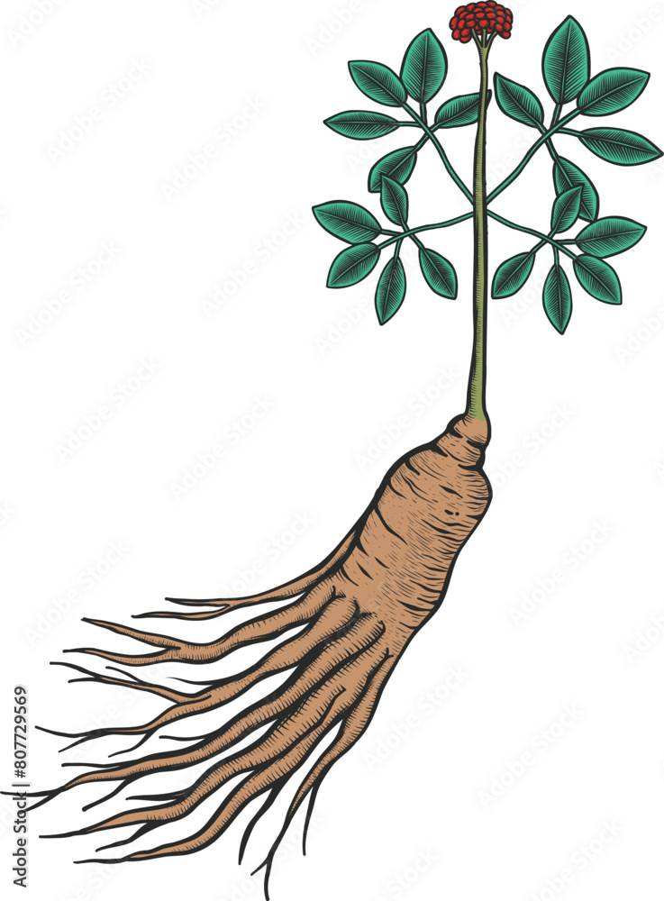 Root and leaves Ginseng medical herb plant sketch vector drawing. Hand ...