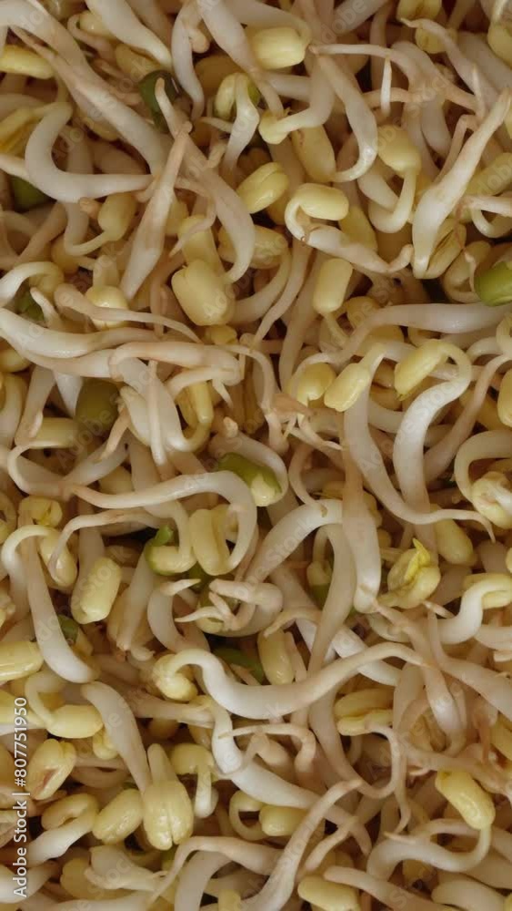 Mung bean sprouts rotate. Rotating sprouted seeds of beans. Vertical 4k ...