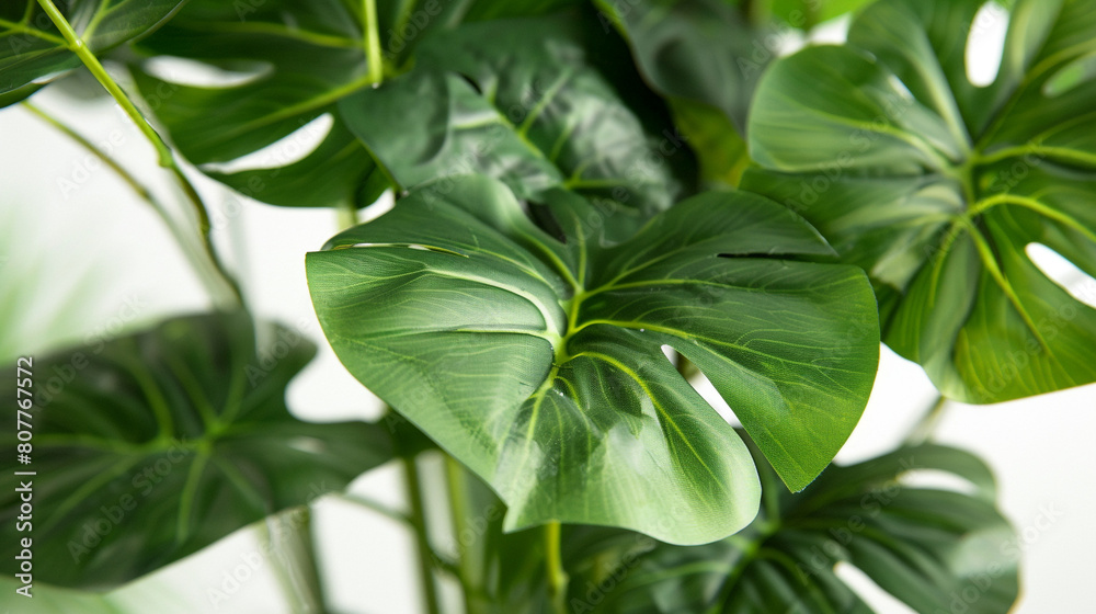 distinctive split leaves of a split-leaf philodendron, with their broad ...