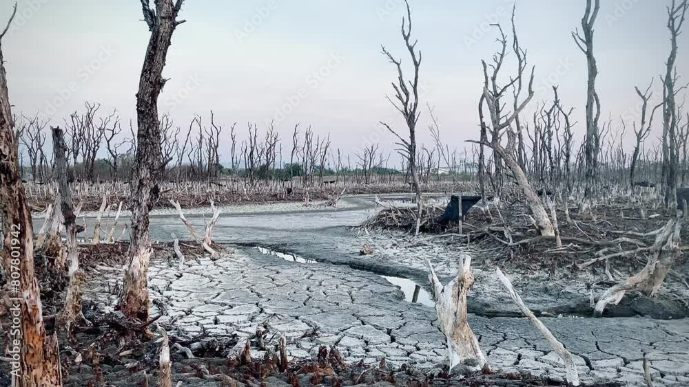 Destroyed mangrove forest scenery, Mangrove forests are destroyed and ...