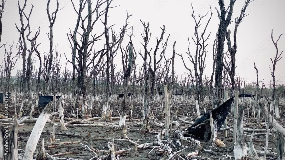 Destroyed mangrove forest scenery, Mangrove forests are destroyed and ...