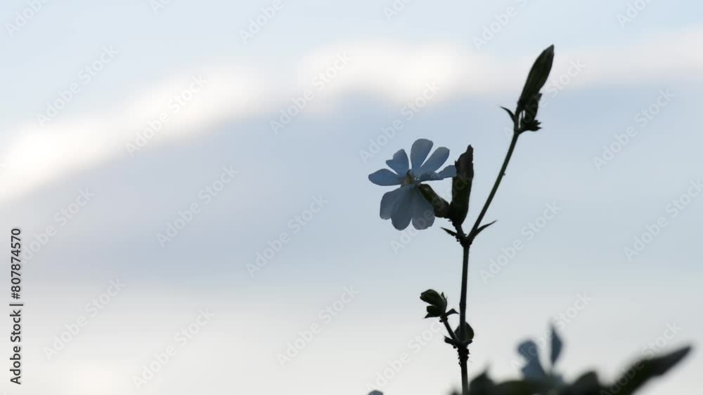 Silene latifolia alba (Melandrium album), the white campion is a ...