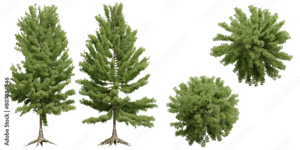 Set of coniferous trees, front view, isolated png on transparent ...