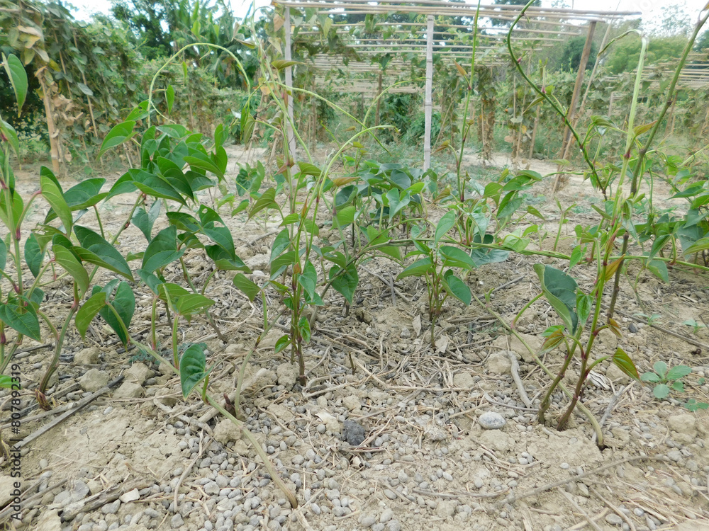 Plant and leaves of the air yam, also known as air yam, bitter yam ...