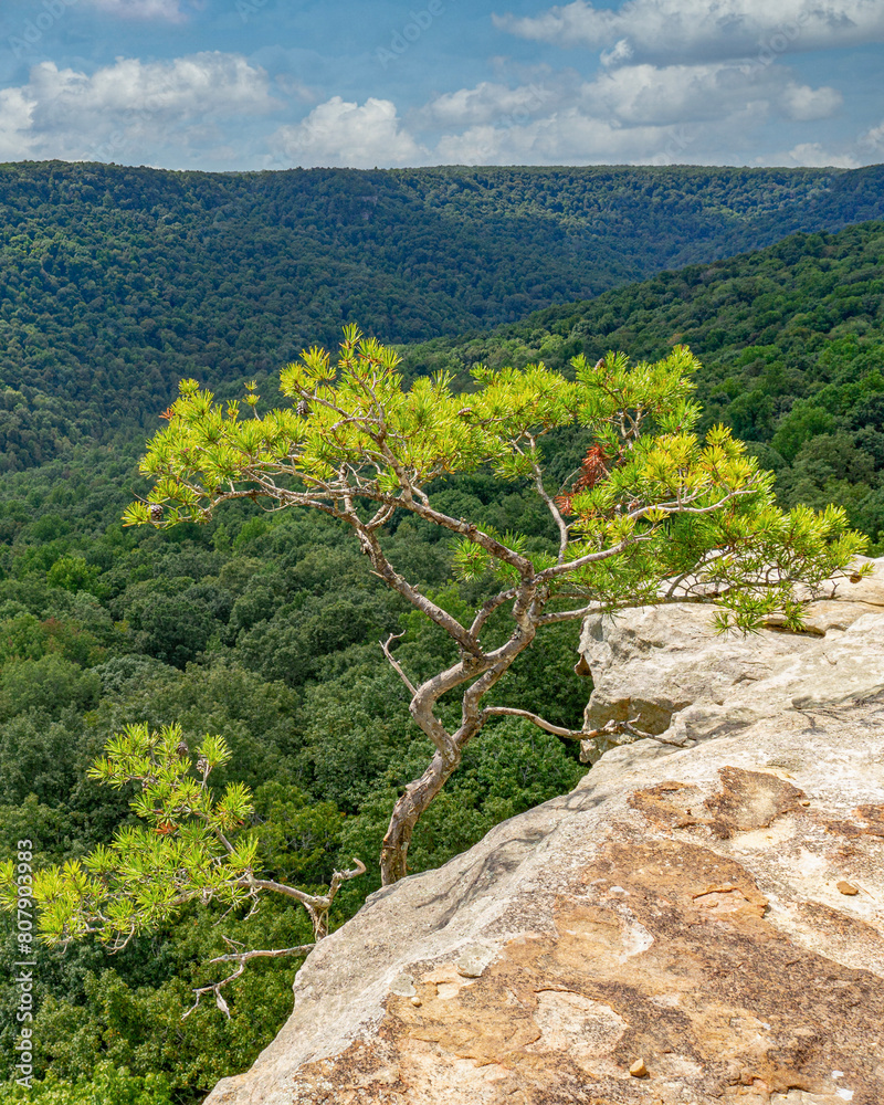 An impressive cliff line overlooking the heavily forested Savage Gulf ...