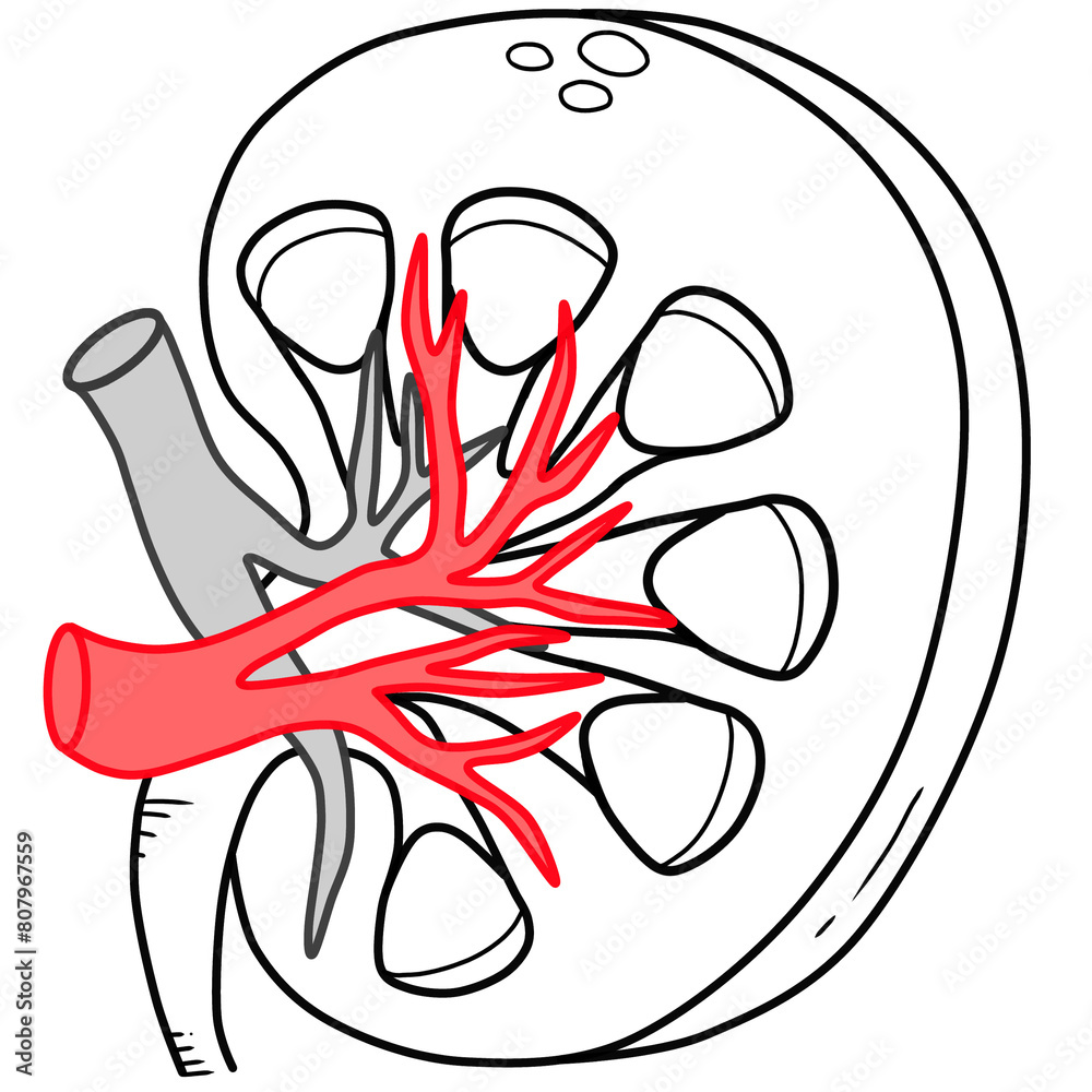 kidney created by simple line drawing Stock Illustration | Adobe Stock