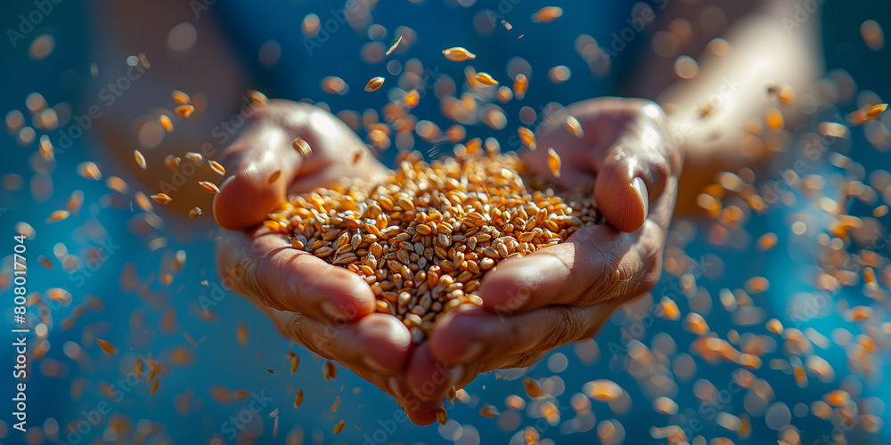 Hands hold a pile of wheat grains on a blue background. The photo can ...