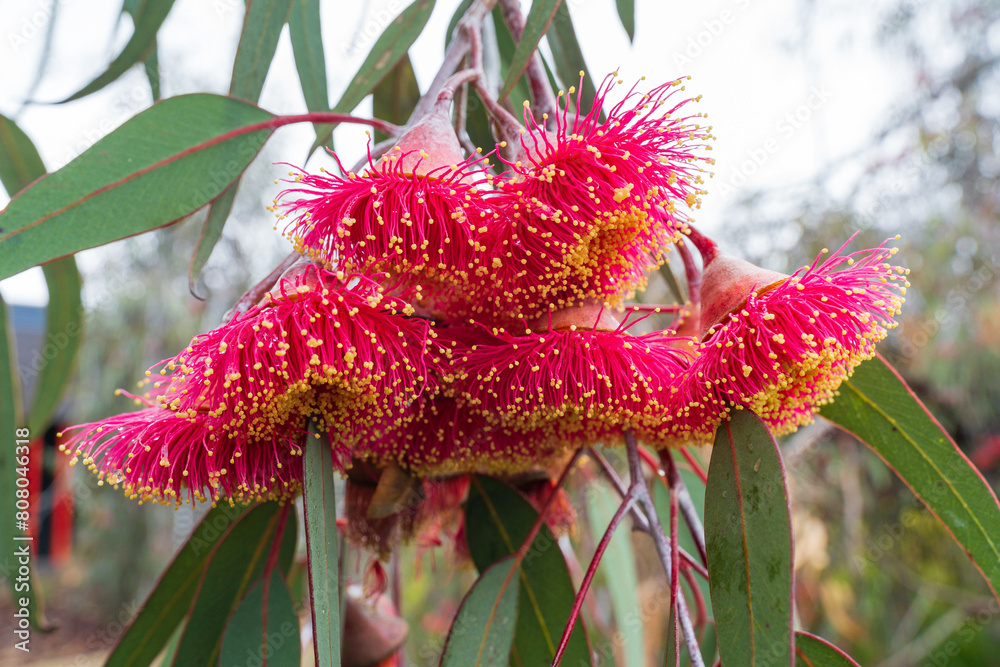 A cluster of bright pink gum nut blossoms on Australian eucalyptus tree ...
