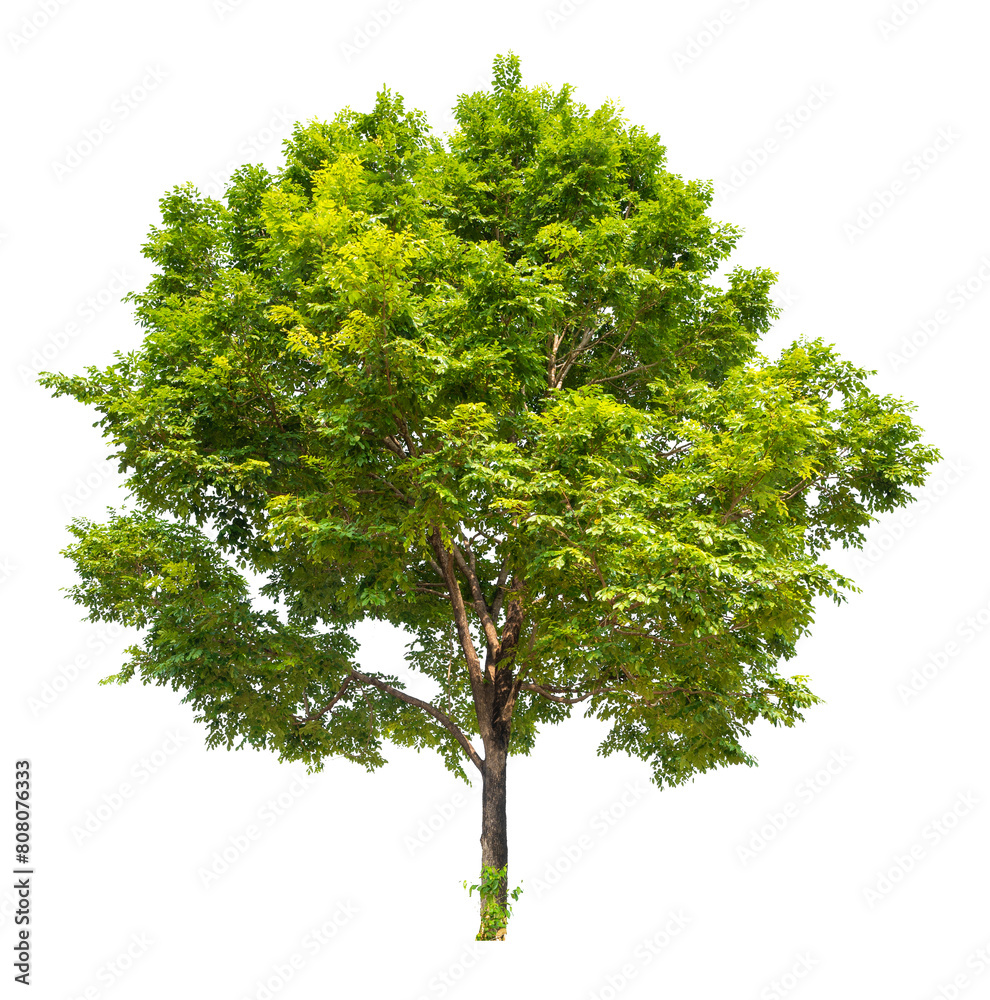 Real green trees taken with a camera, high quality raeal tree removed ...