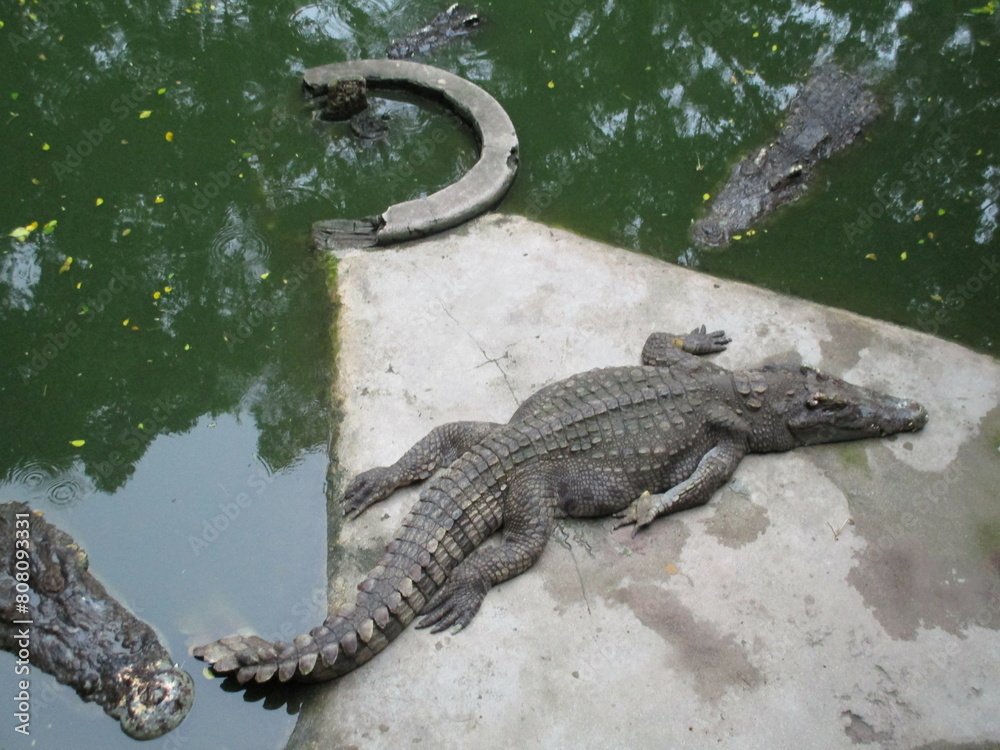 crocodile, reptile, animal, alligator, lizard, wildlife, nature, wild ...