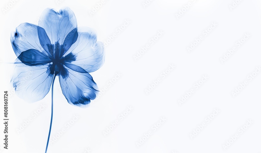 Minimalist blue floral background, single flower, in the style of xray ...