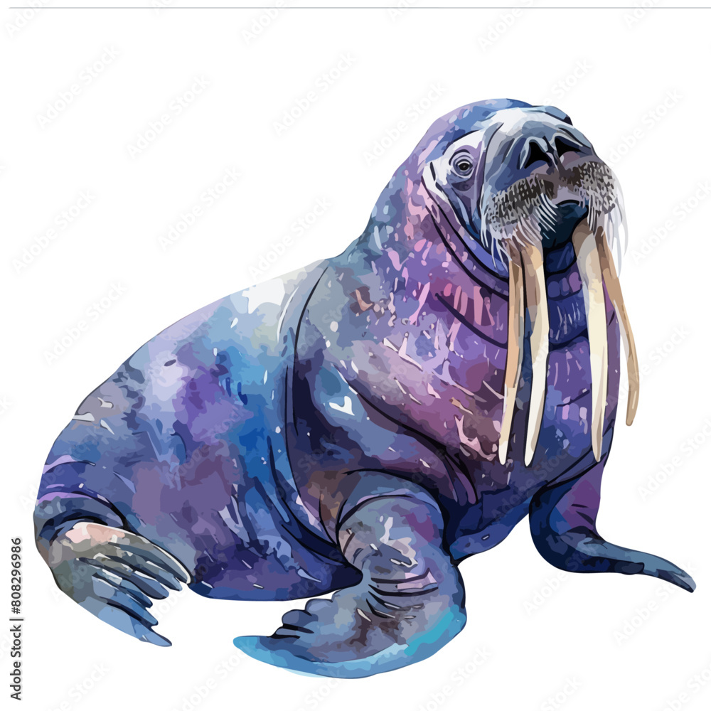 Watercolor clipart vector of a walrus, isolated on a white background ...