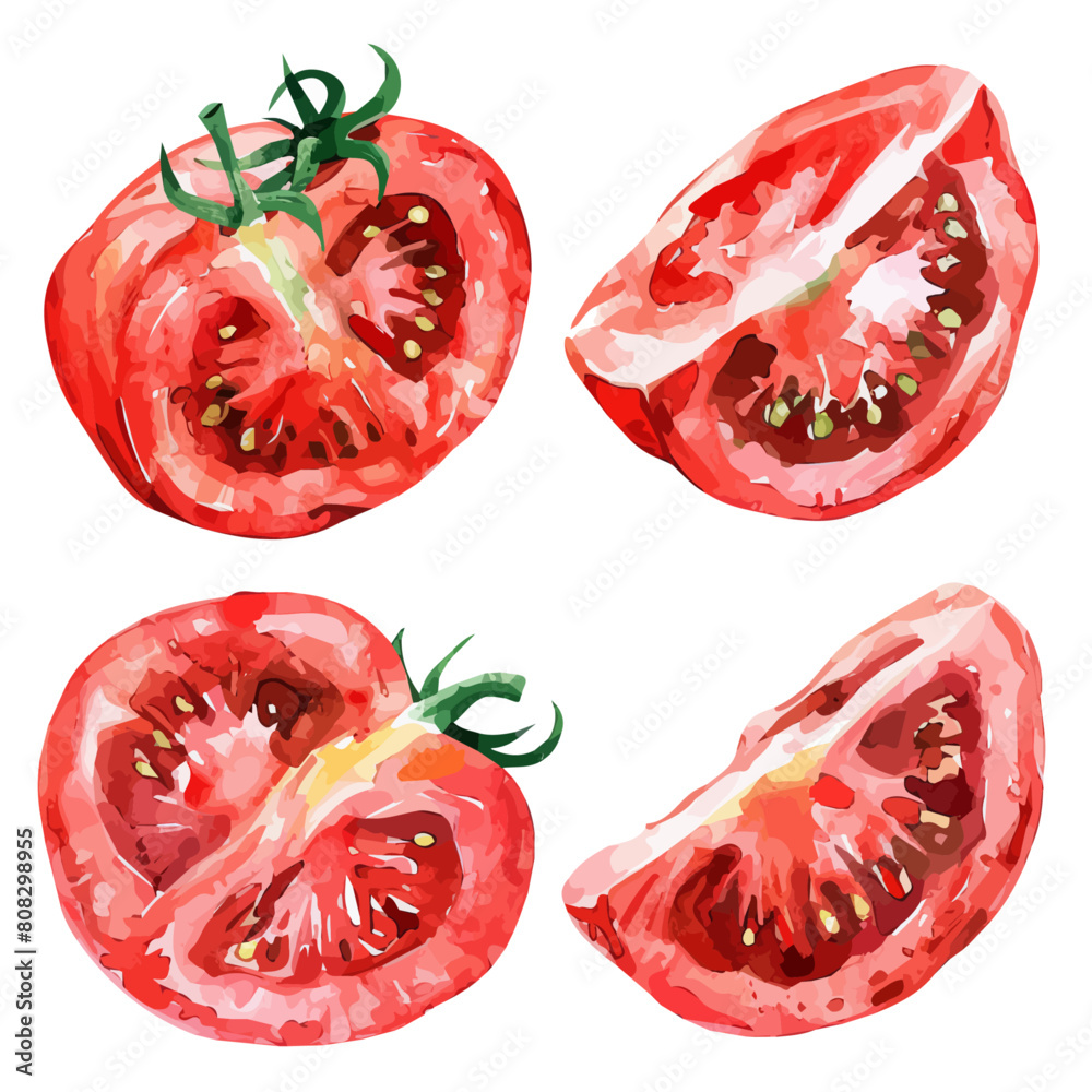 Watercolor vector of tomato slice, isolated on a white background ...
