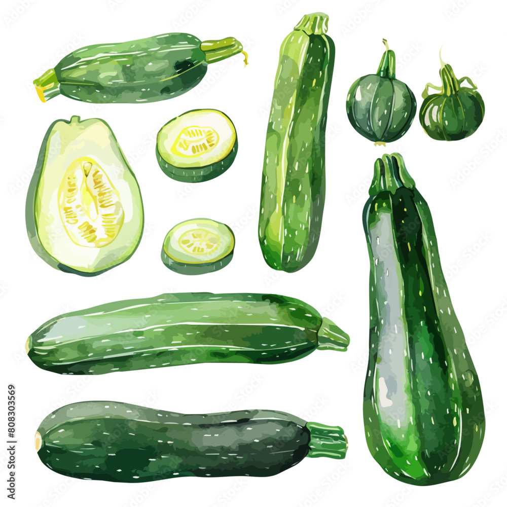 Watercolor vector of zucchini (courgette) set Collection, isolated on a ...