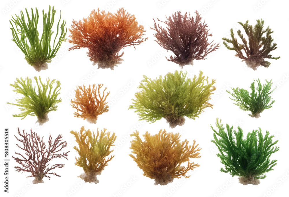 Set of Codium Sea Weed isolated on transparent background Stock Photo ...