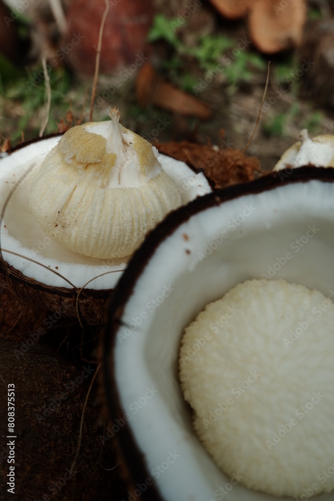 coconut sprout or "kentos kelapa" seed growing inside the coconut at ...