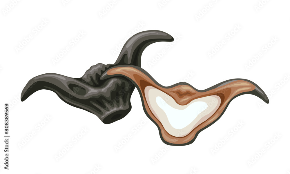 Vector illustration, Water caltrop, also known as buffalo nut, bat nut ...
