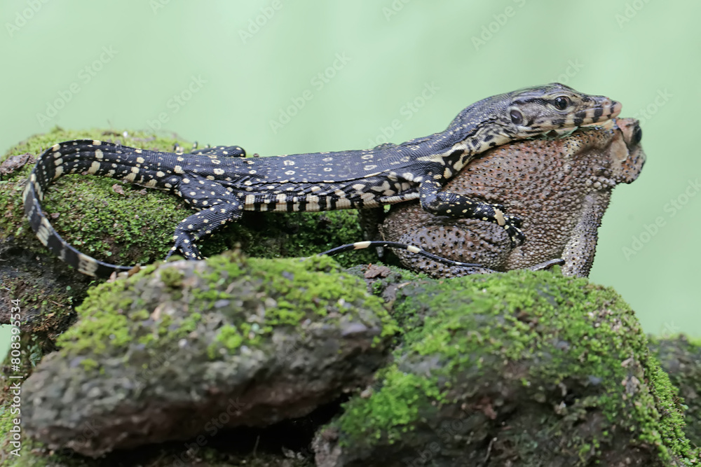 A young salvator monitor lizard attacks a Malayan giant toad on a rock ...