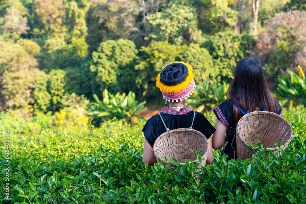 Two Asian woman farmer working in tea plantation in Chiang Mai, Thailand. Hill tribes woman farm ...