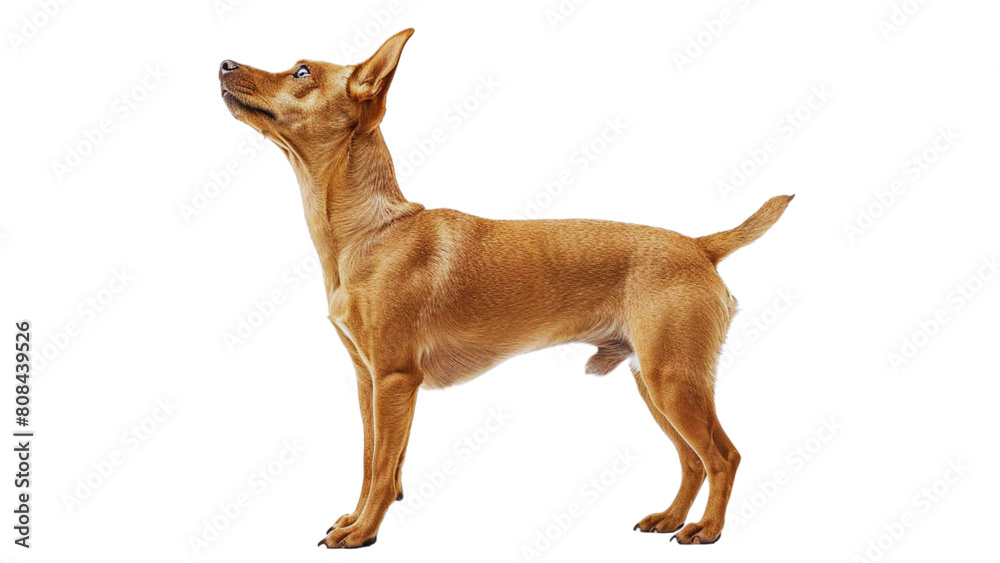 dog standing with head held up high, full body, proudly showcasing its ...