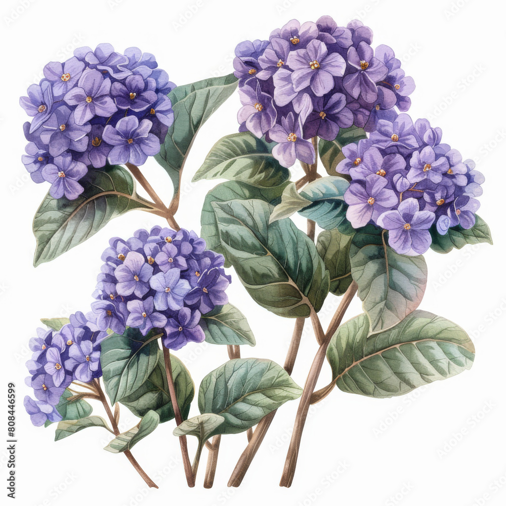 Detailed vintage botanical illustration featuring a cluster of blue ...