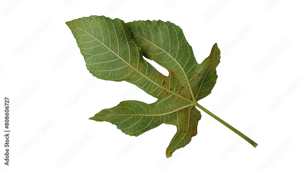 Fig leaves with Isolate Leaves on transparent background. Png file ...