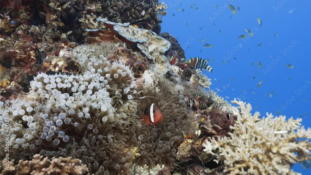 Tropical coral reef with clown fish a beautiful staghorn coral ...