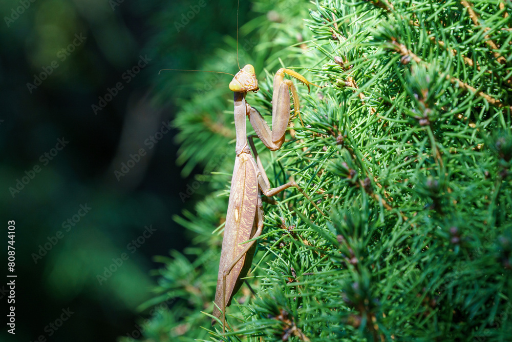 Macro of brown female European Mantis or Praying Mantis in natural ...