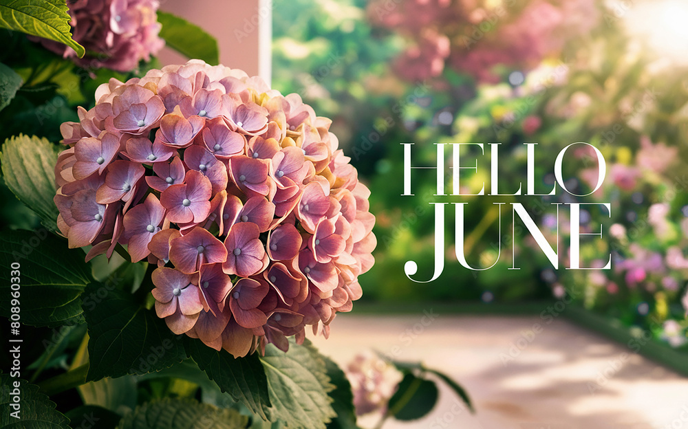 Hello June greeting text with pink Hydrangea flower, garden background ...