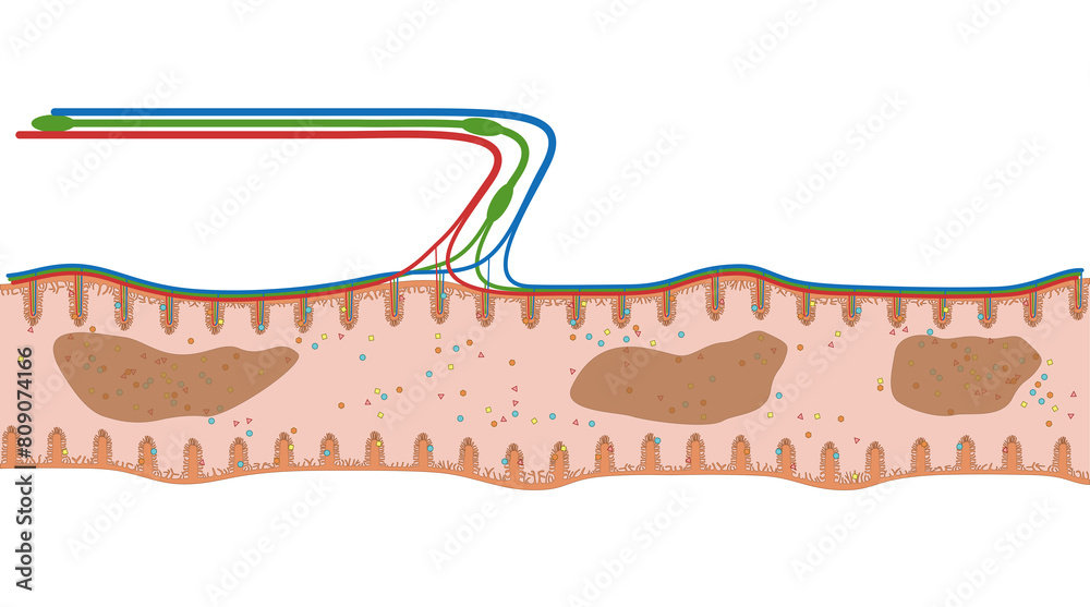 Darmzotten des Jejunum oder Leerdarm bzw. Knurrdarm - der Dünndarm im ...