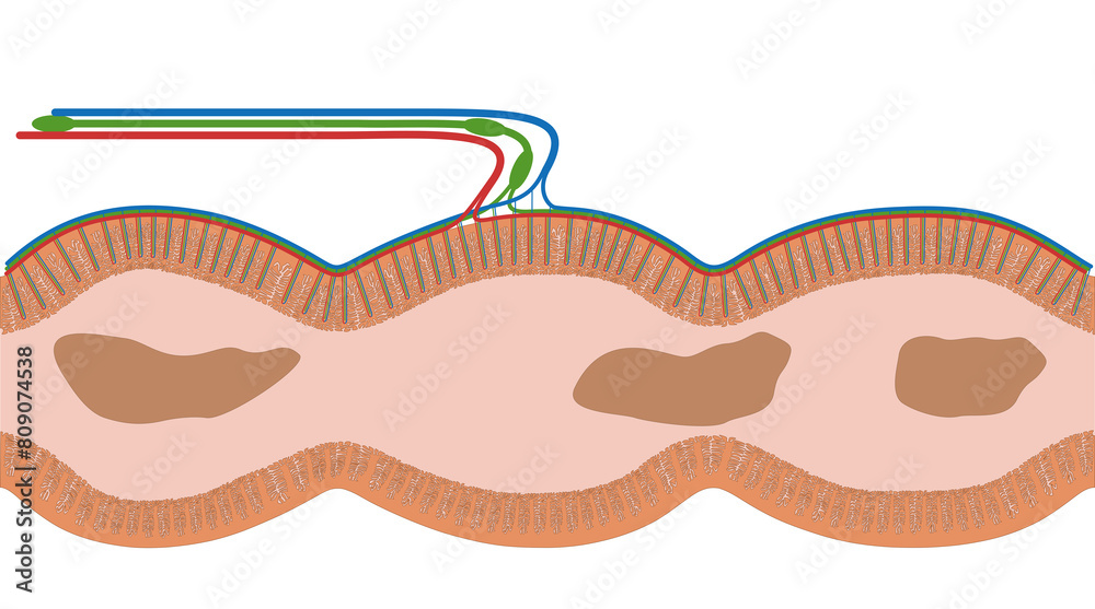 Darmzotten des Intestinum crassum, dem Dickdarm des Menschen - Anatomie ...