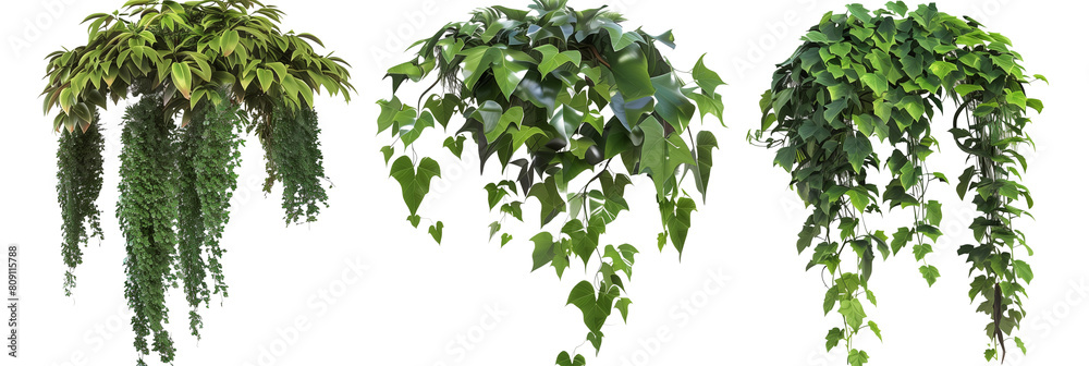 set of canopy creepers, with large leaves, draping from the tops of ...