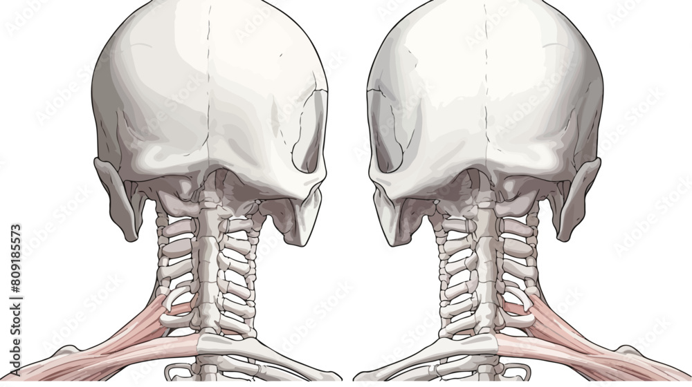 Human skull back view from behind - anatomy referen Stock Vector ...