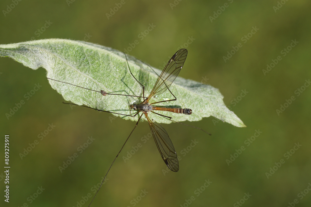 Male crane fly Tipula fascipennis, family Tipulidae on underside of a ...
