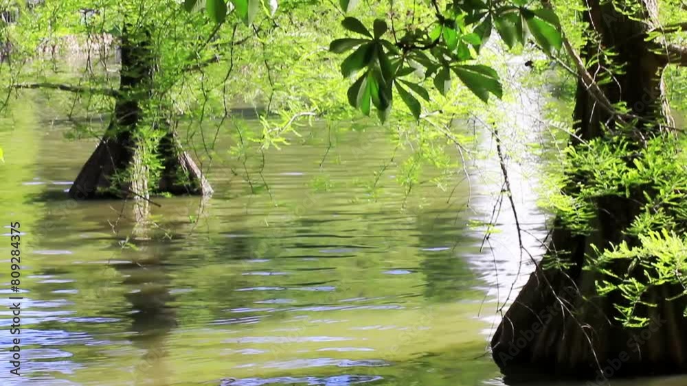 Beautiful sunlight in a forest with green trees growing from the water ...