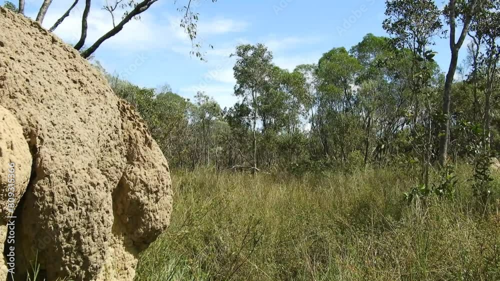 Bushland in Northern Queensland: diverse flora, grassland, termite ...
