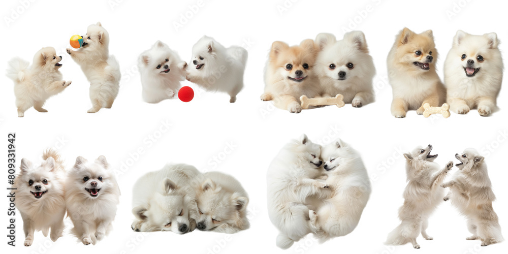 Pomeranian dog group png transparent with no background for sample ...