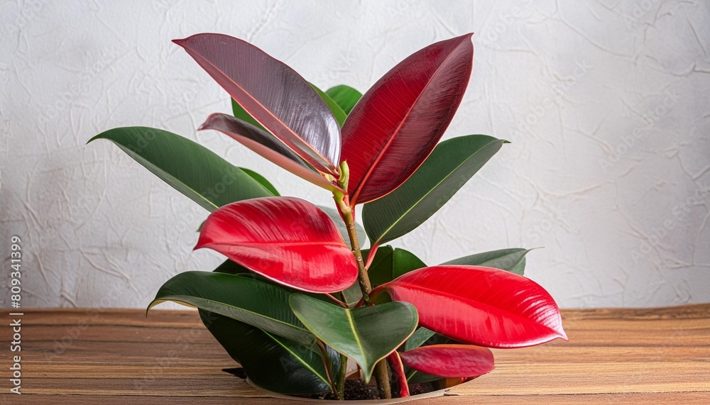 ficus elastica ruby the rubber tree plant botanical name ficus ...
