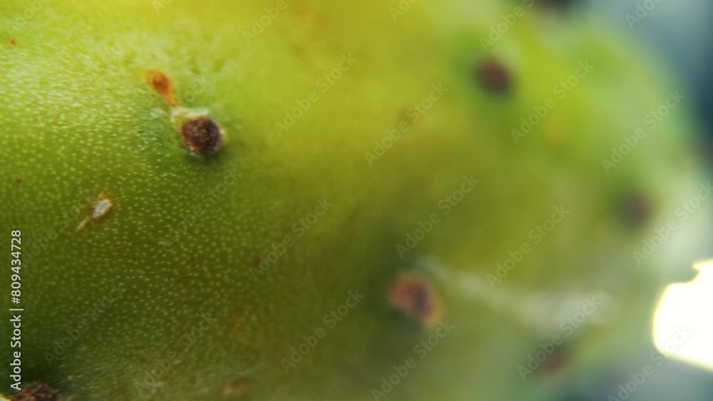 Macro detailed video of a sabra cactus, green tropical fruit, with tiny ...